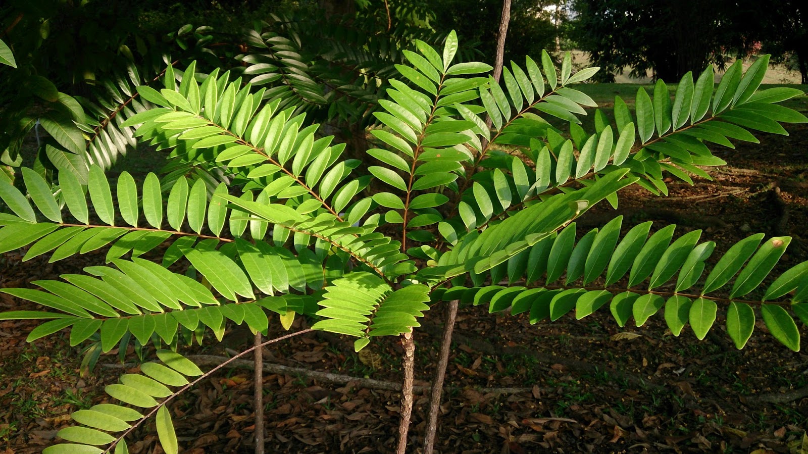Tongkat Ali (Eurycoma longifolia): Natural Support for Men’s Vitality